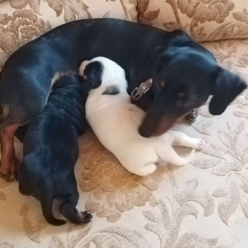 Щенки таксы