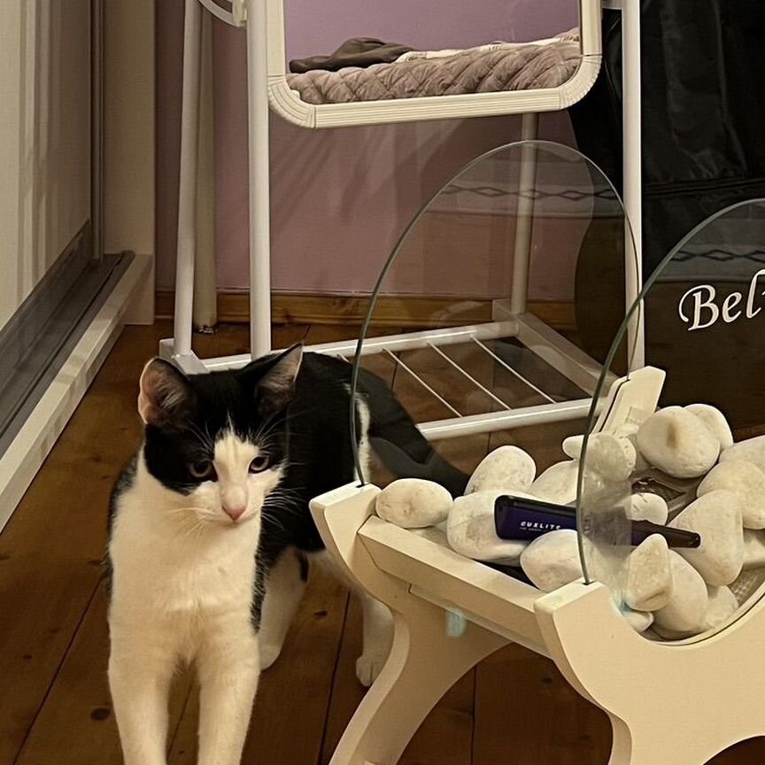 Красавчик котенок ищет дом