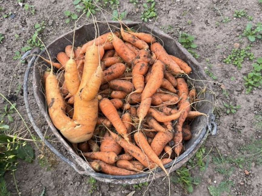 Морковь мелкая