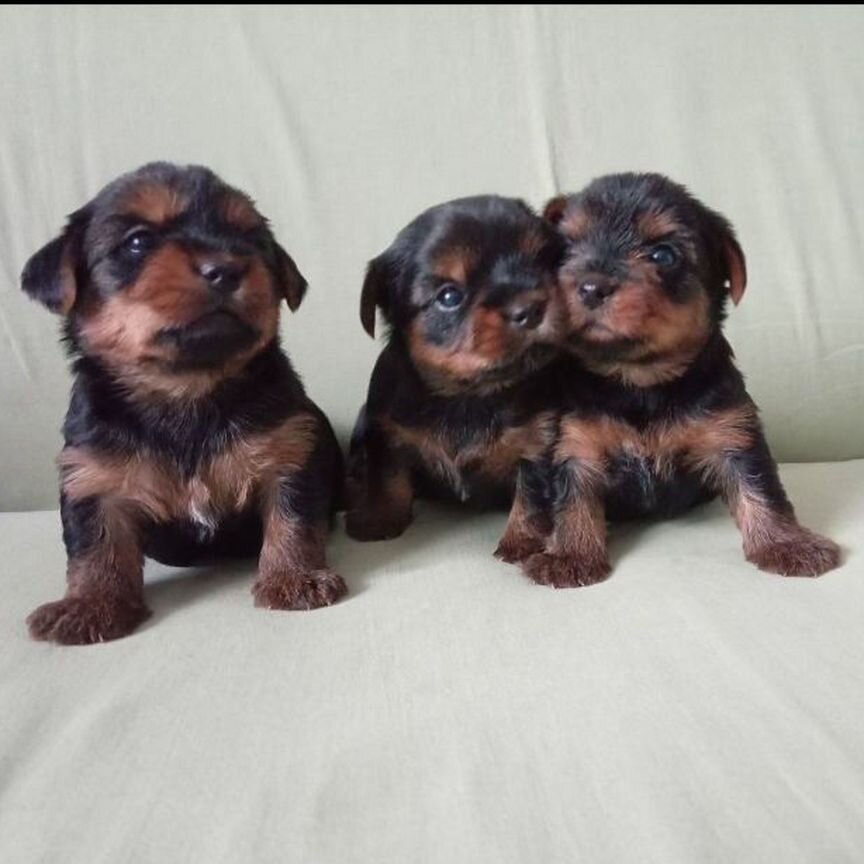 Йоркширский терьер, щенок