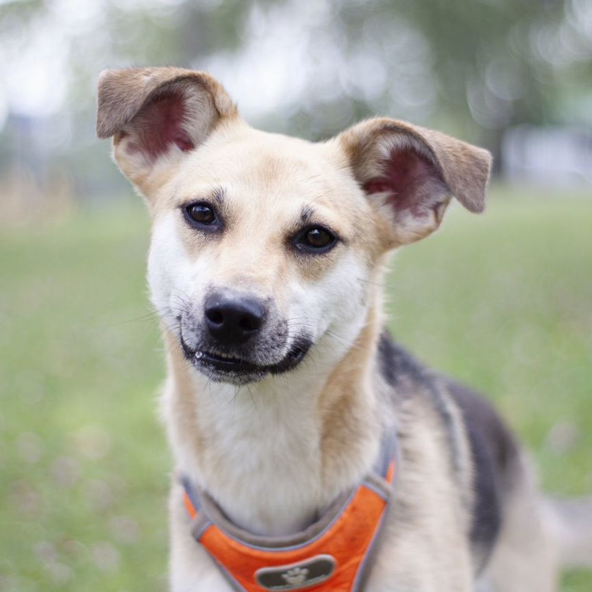 Компаньону Стейси очень нужен дом