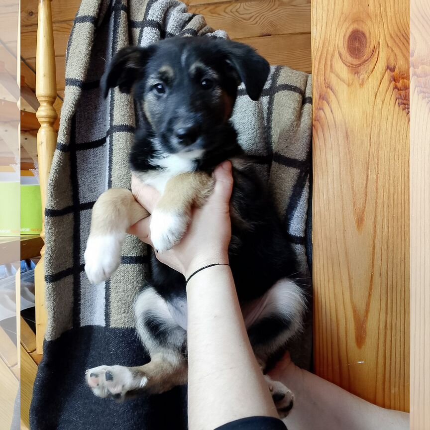 Щенок в добрые руки