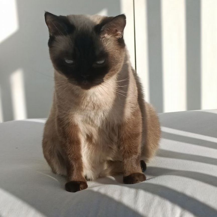 Сиамская, взрослая кошка