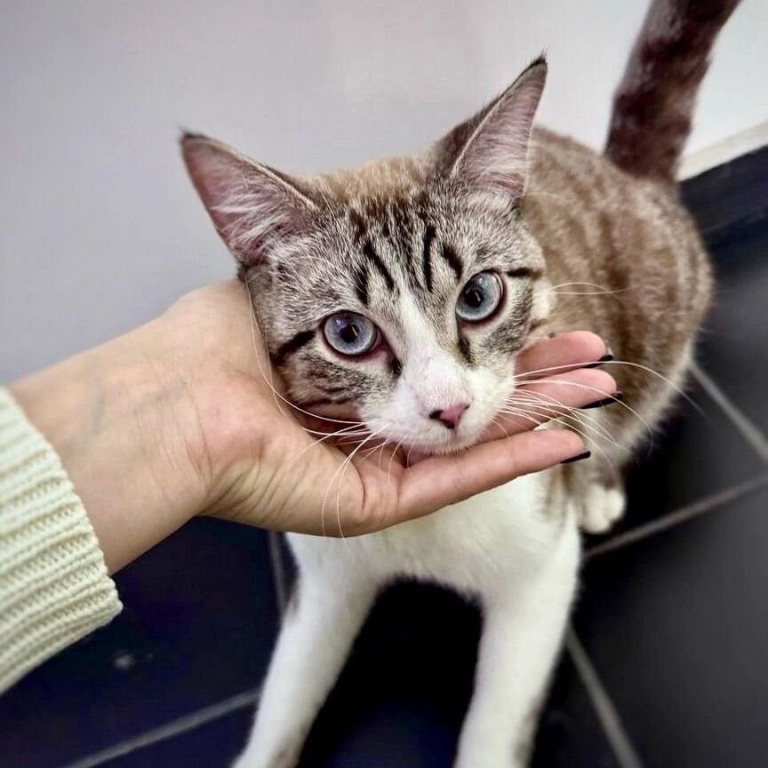 Симончик-котик в чьих глазах отражается небо