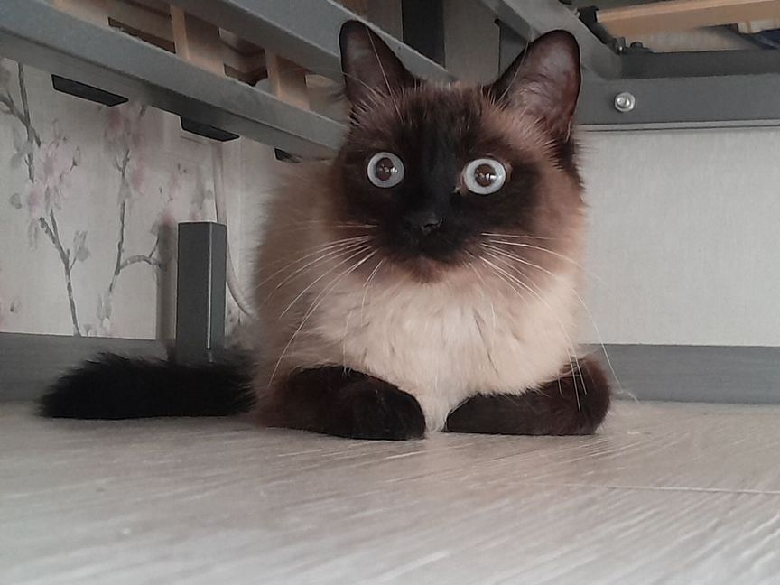 Найдена молодая кошка