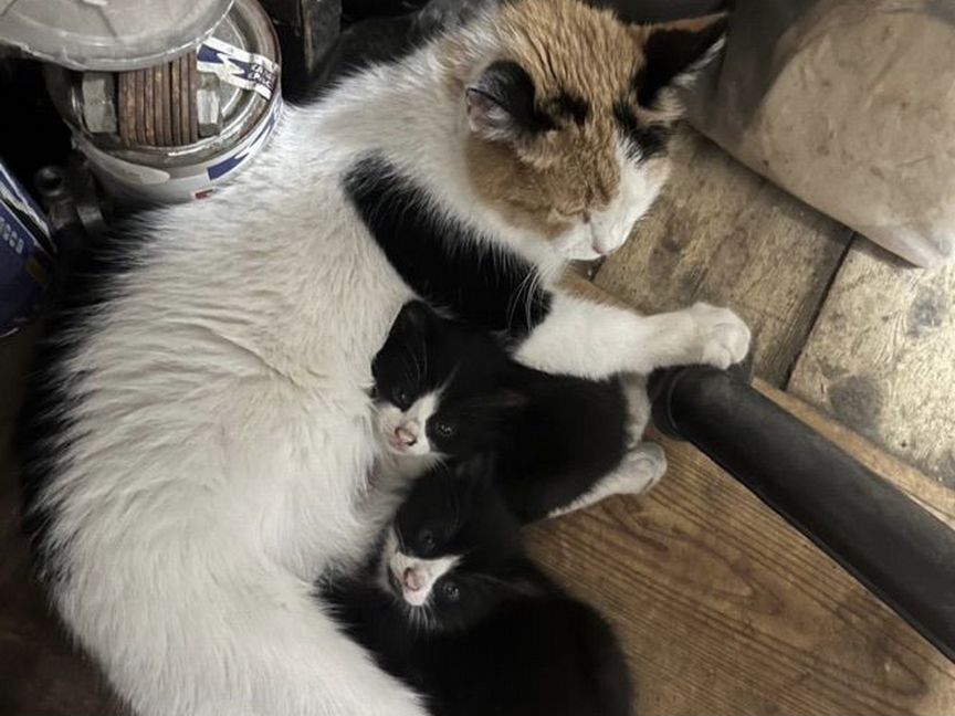 Отдам прекрасных котят в хорошие руки