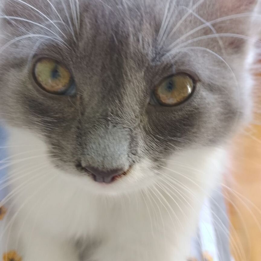 Котик Ванечка