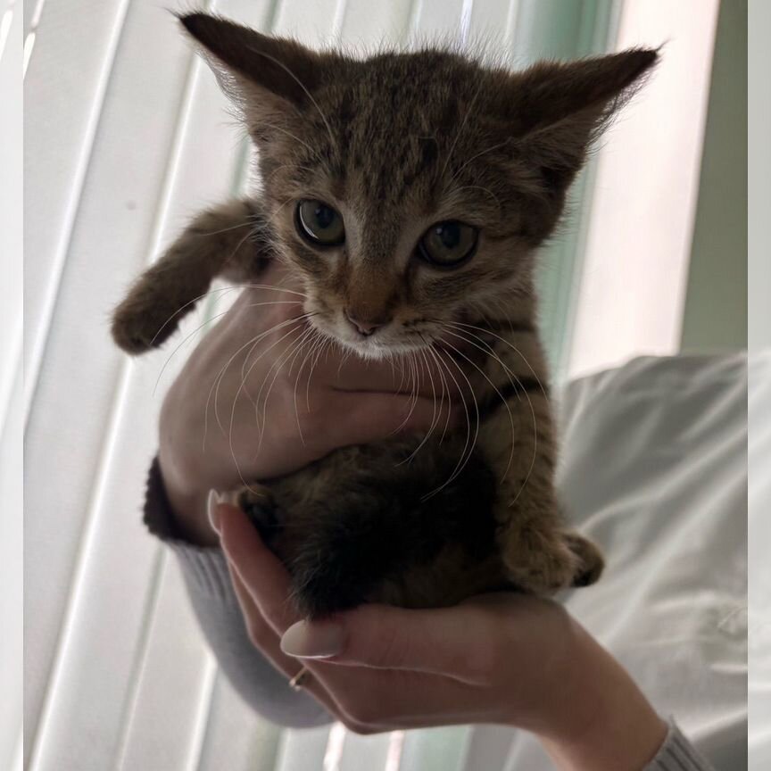 Котёнок в добрые руки