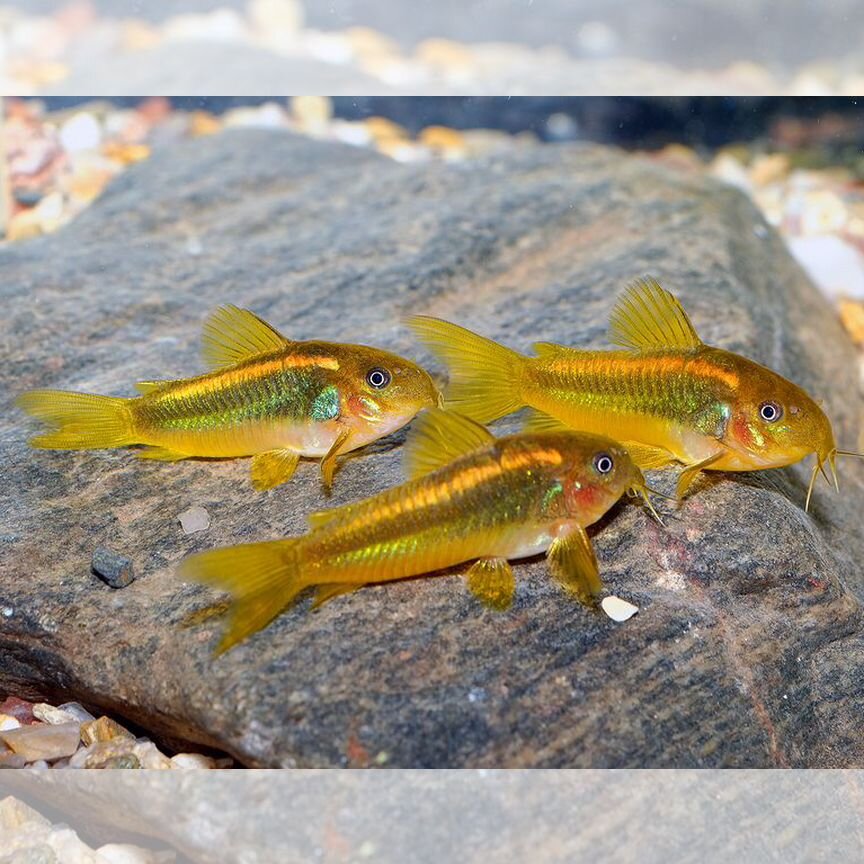 Рыба коридорас голд страйп неон