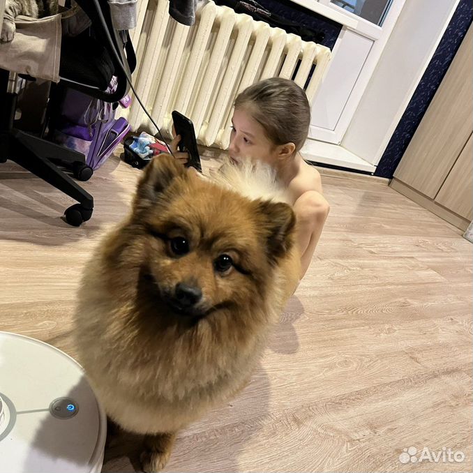 Малый немецкий щпиц