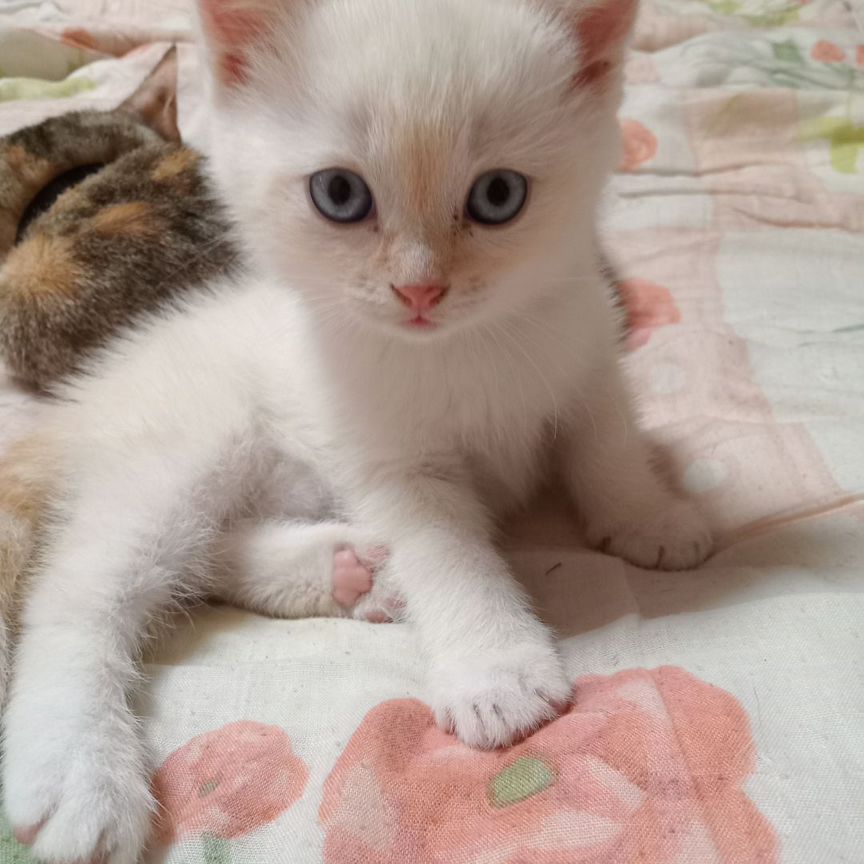 Отдам котенка в добрые руки