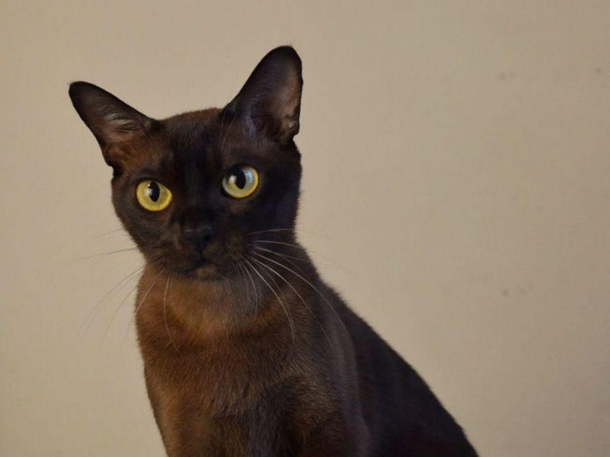 Бурманская кошечка