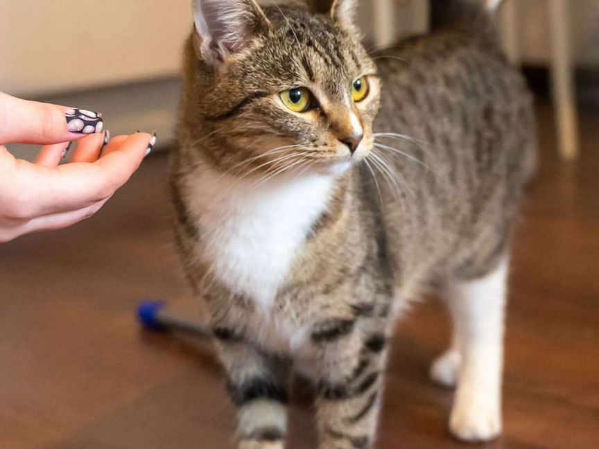 Кошка в дар бесплатно