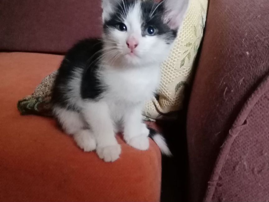 Кошки в добрые руки