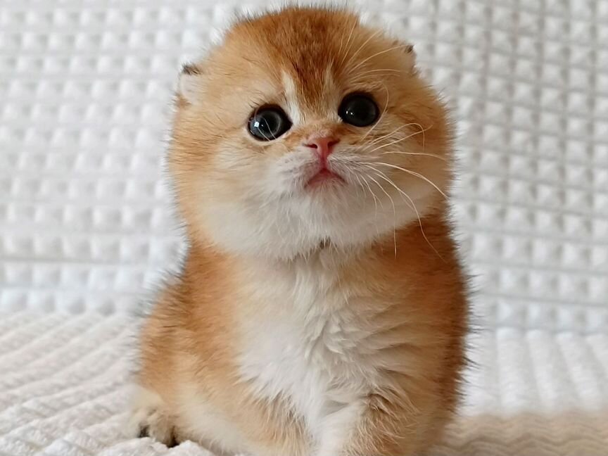 Золотой мальчик ny11