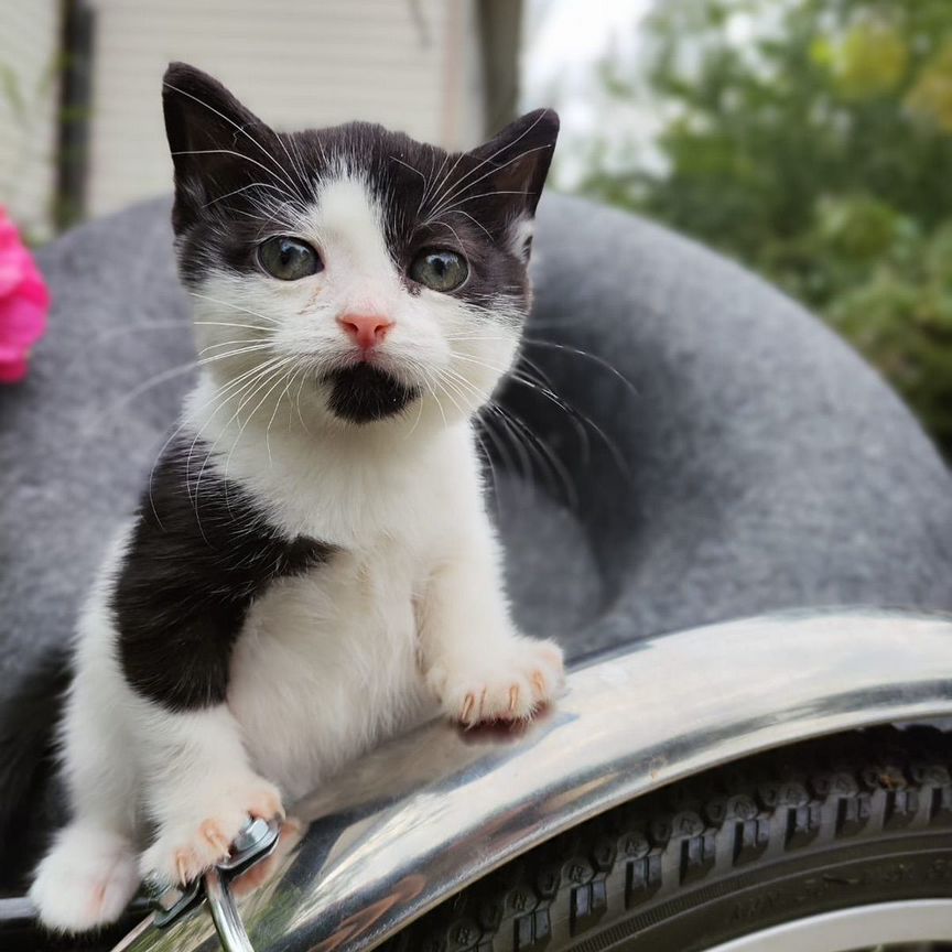 Котята в добрые руки бесплатно мальчик
