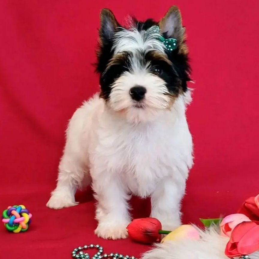 Бивер-йоркширский терьер, щенок