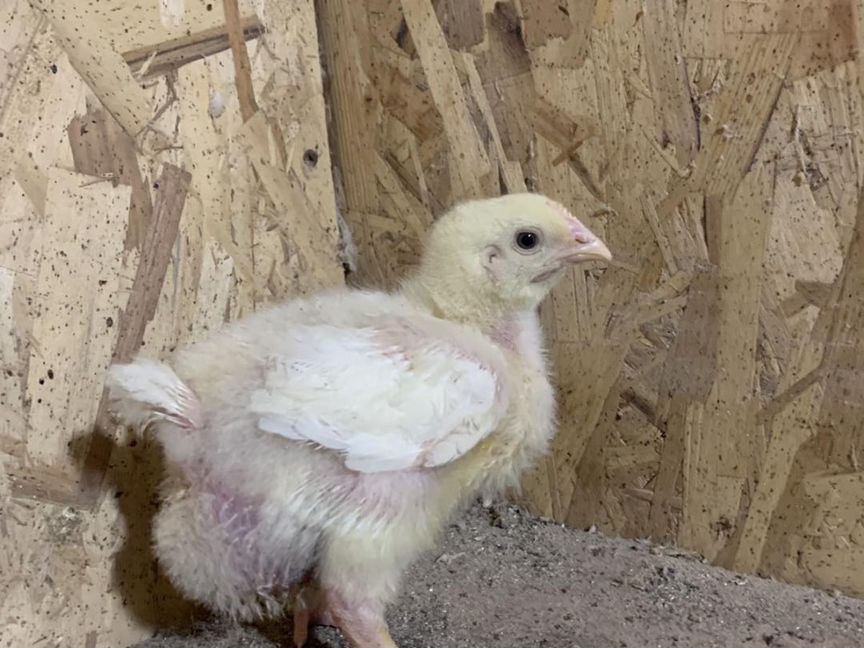 Цыпленок Кооб 500