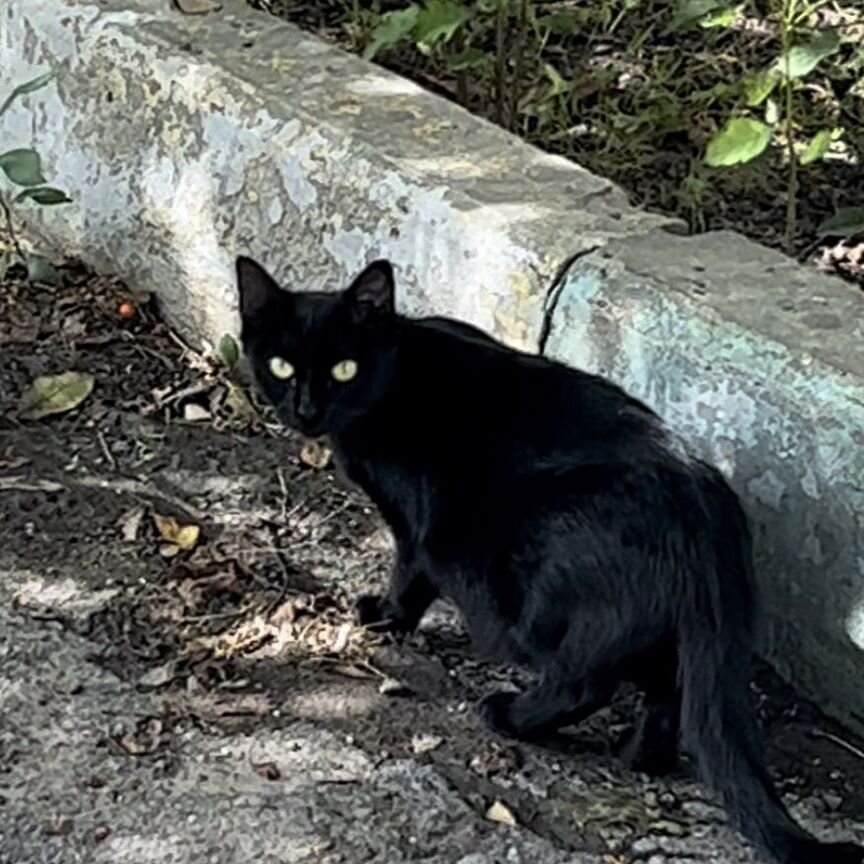 Беременная домашняя кошка на улице