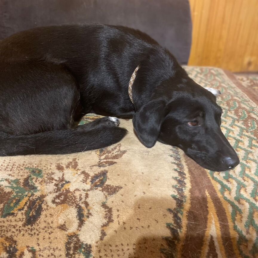 Милый Шон ищет дом