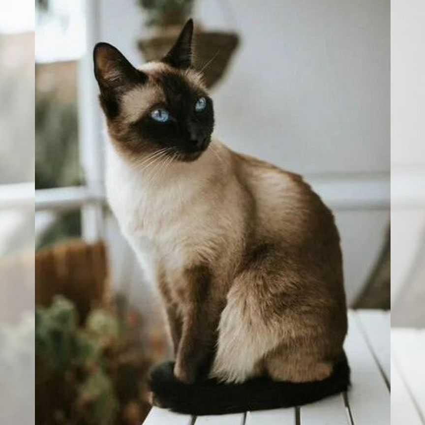 Тайская кошечка. (Ищет тайского кота на вязку)