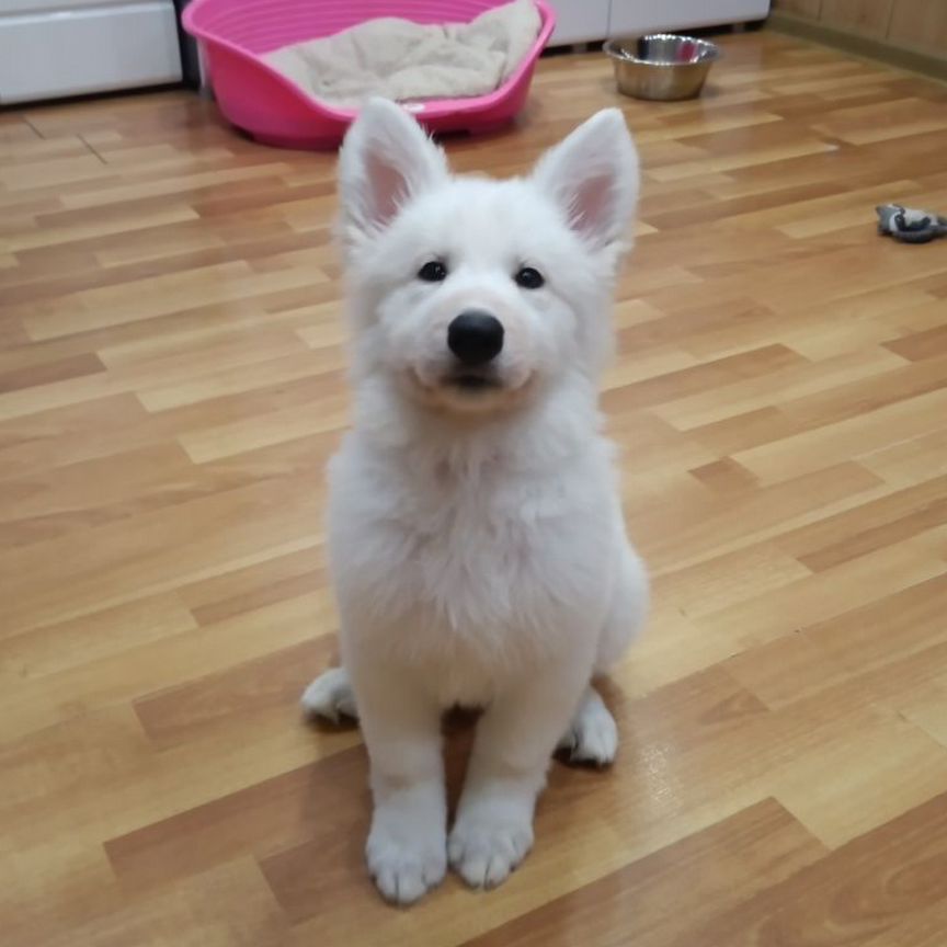 Белая швейцарская овчарка, щенок