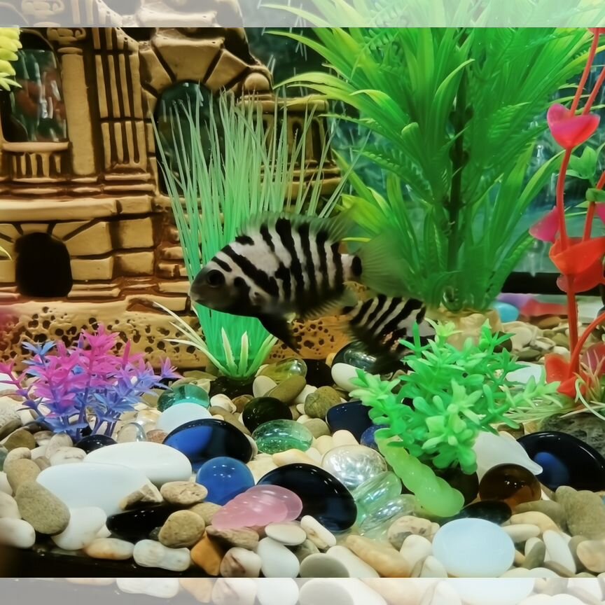 Аквариумные рыбки, чернополосая цихлида