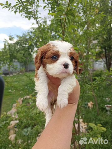 Мальчишки кавалерчики