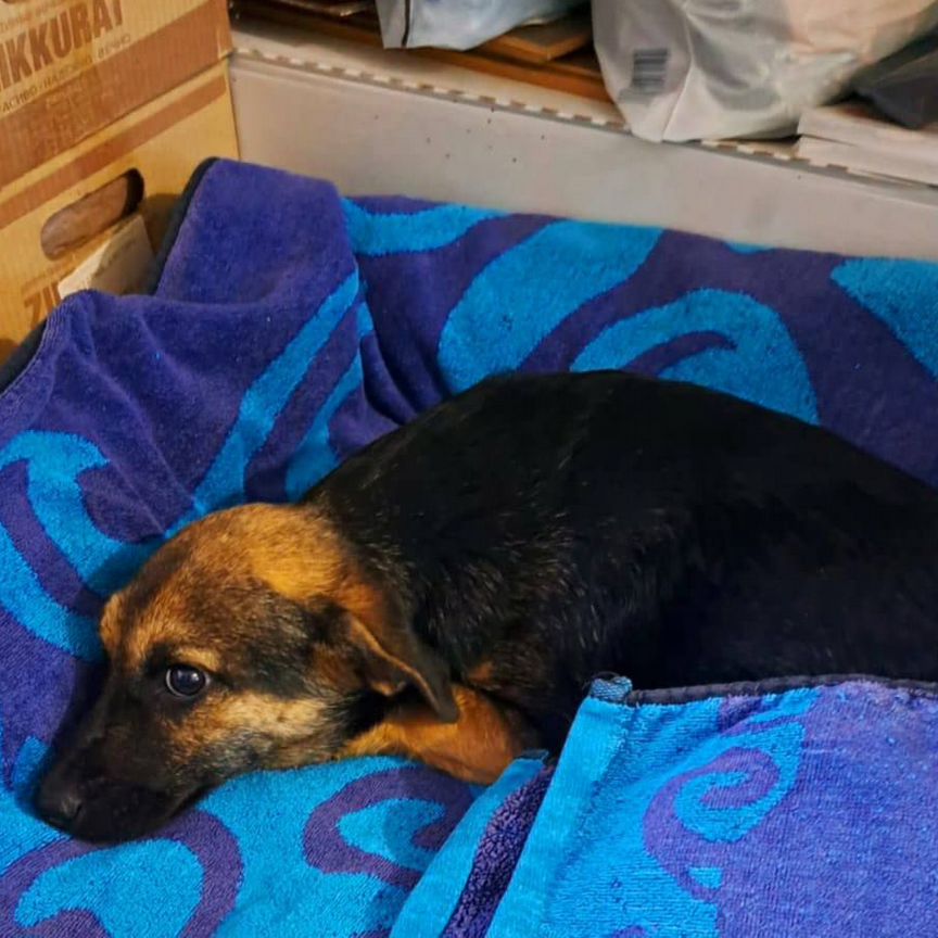 Жизнерадостная Дора ждет свего человека