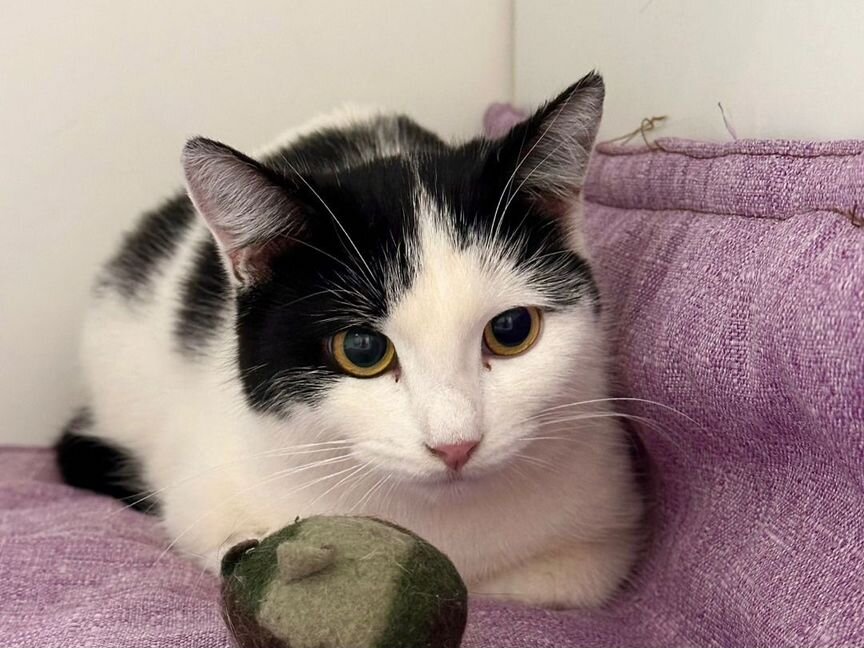 Кошечка в добрые руки