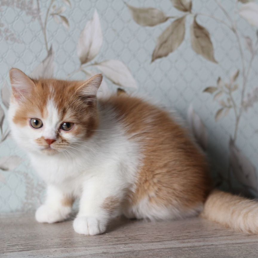 Кошечка редкого окраса