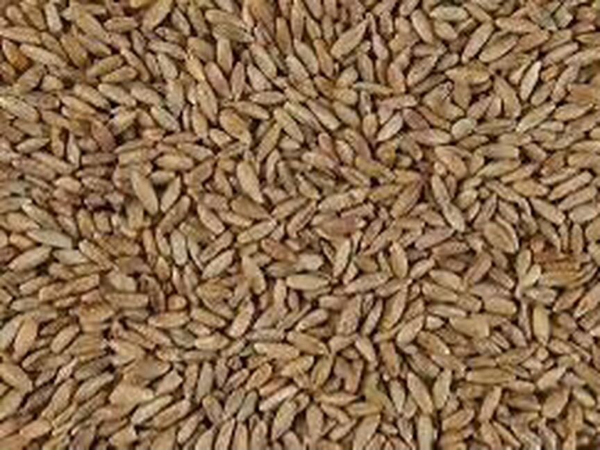 Рожь озимая в мешках по 40кг