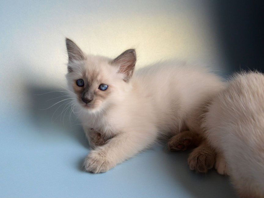 Котенок сиамский