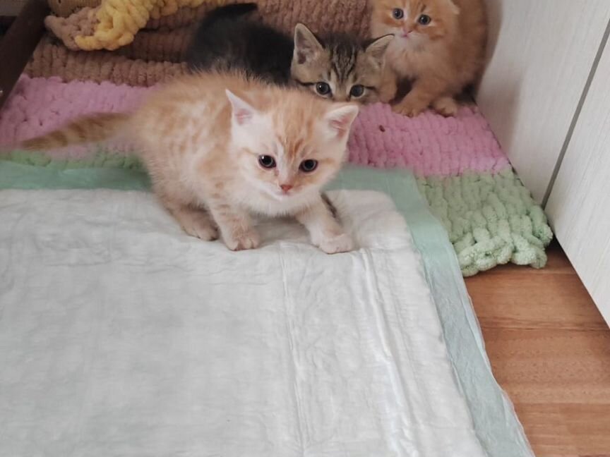 Шотландские котята
