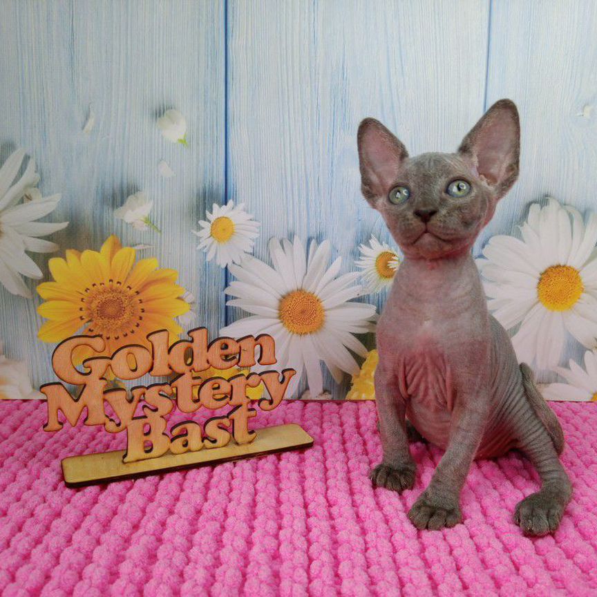 Сфинкс кошечка