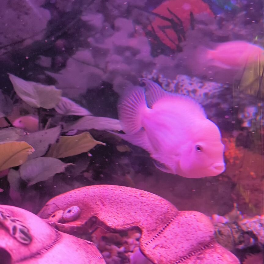 Цихлиды фламинго