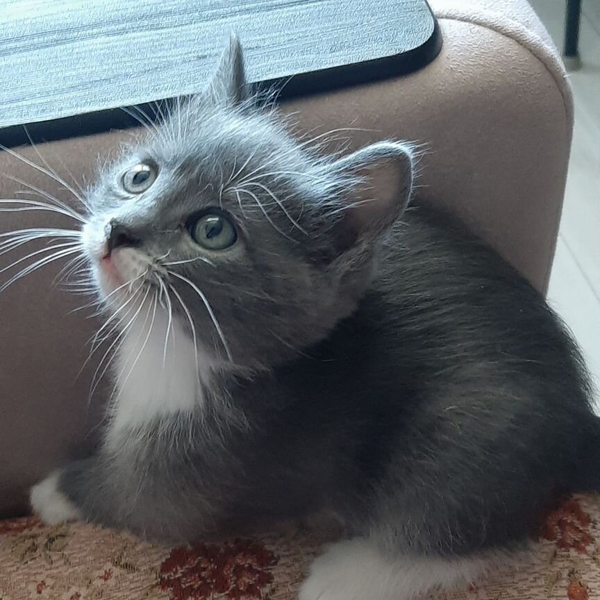 Котенок