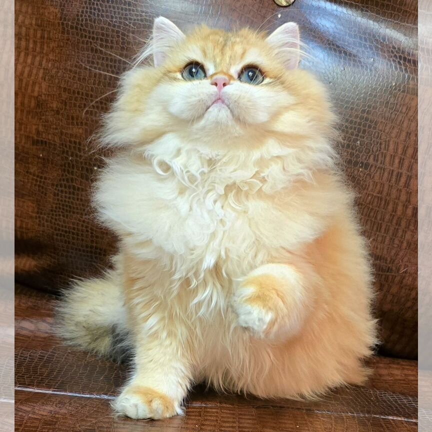Британский длинношёрстный котёнок