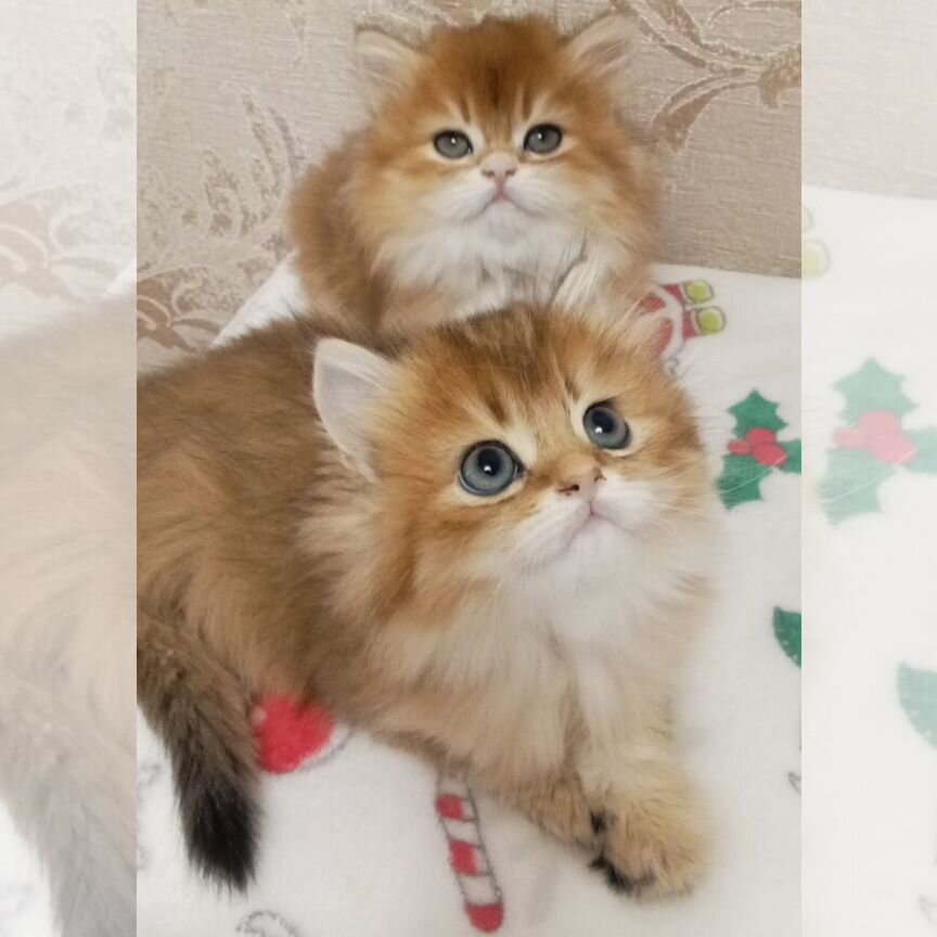 Британский длинношёрстный котёнок