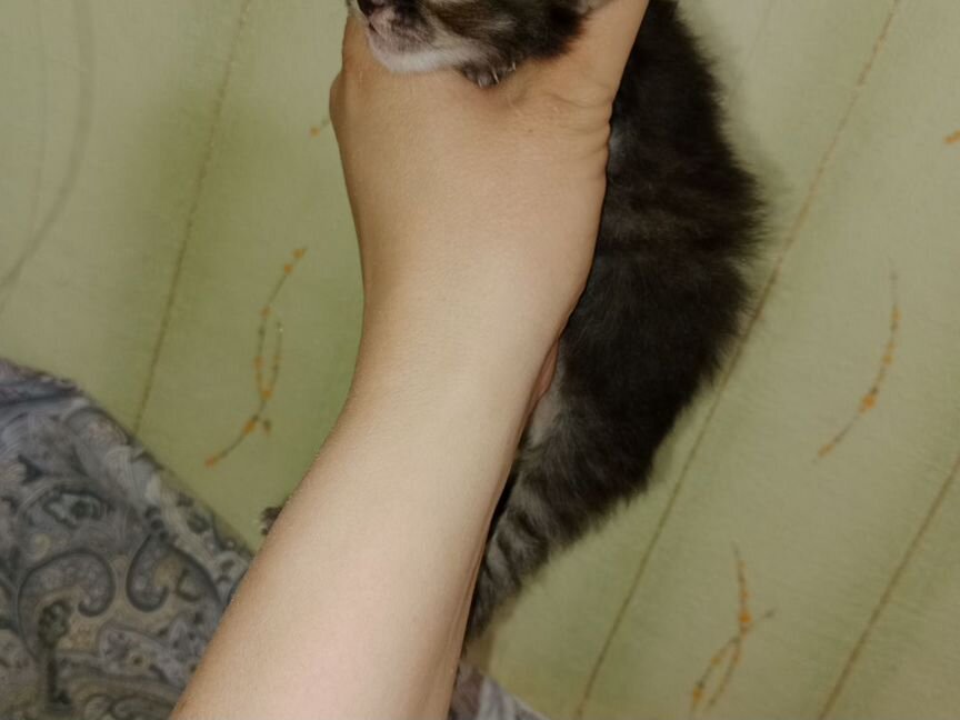 Котята в добрые руки бесплатно