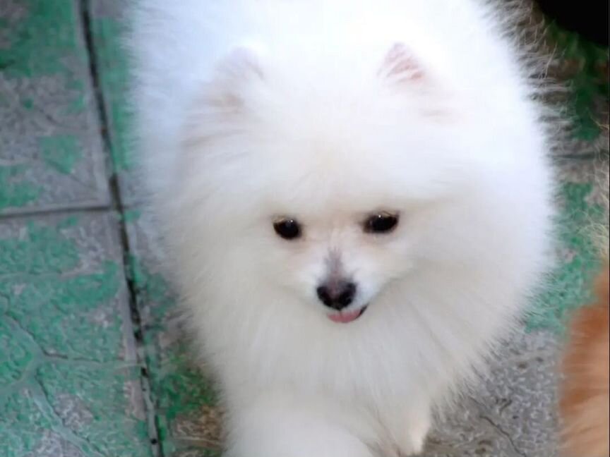 Цверг/Пом Шпиц Мальчик