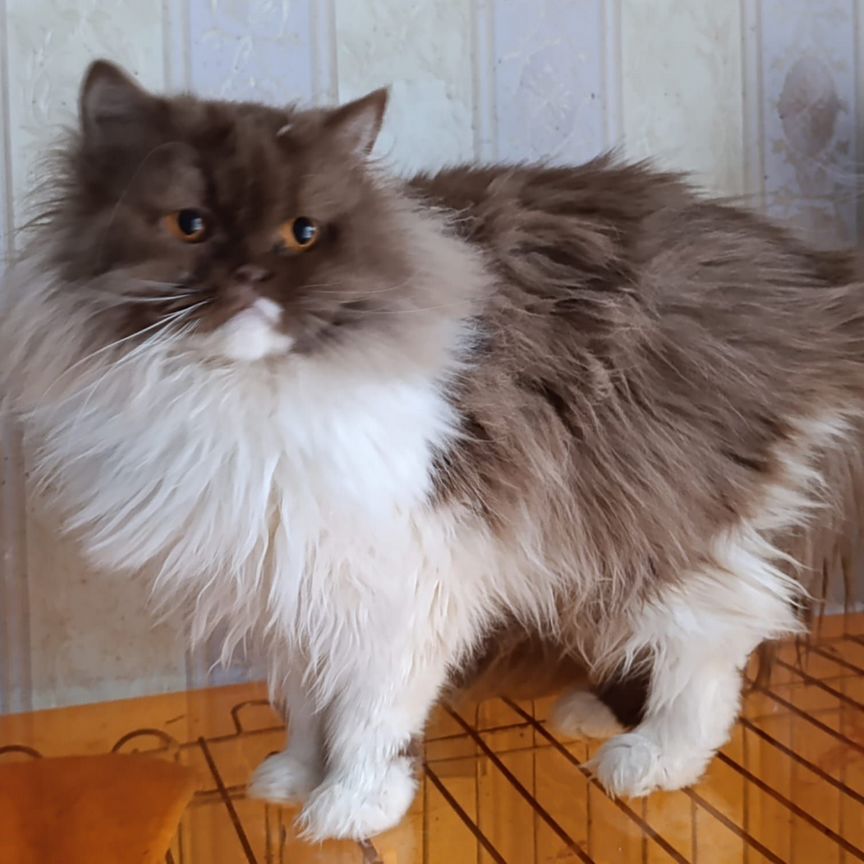 Британская кошечка