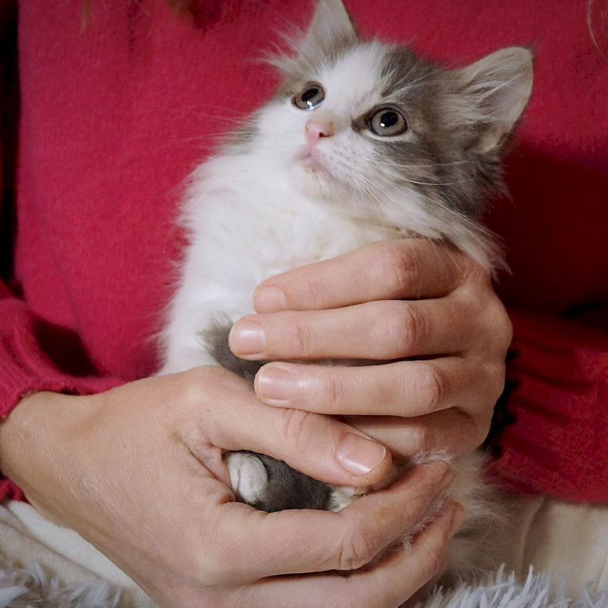 Котёнок в добрые руки