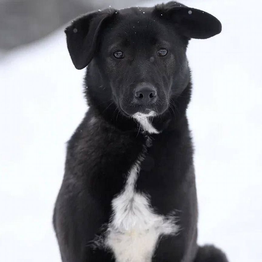 Взрослая собака в добрые руки