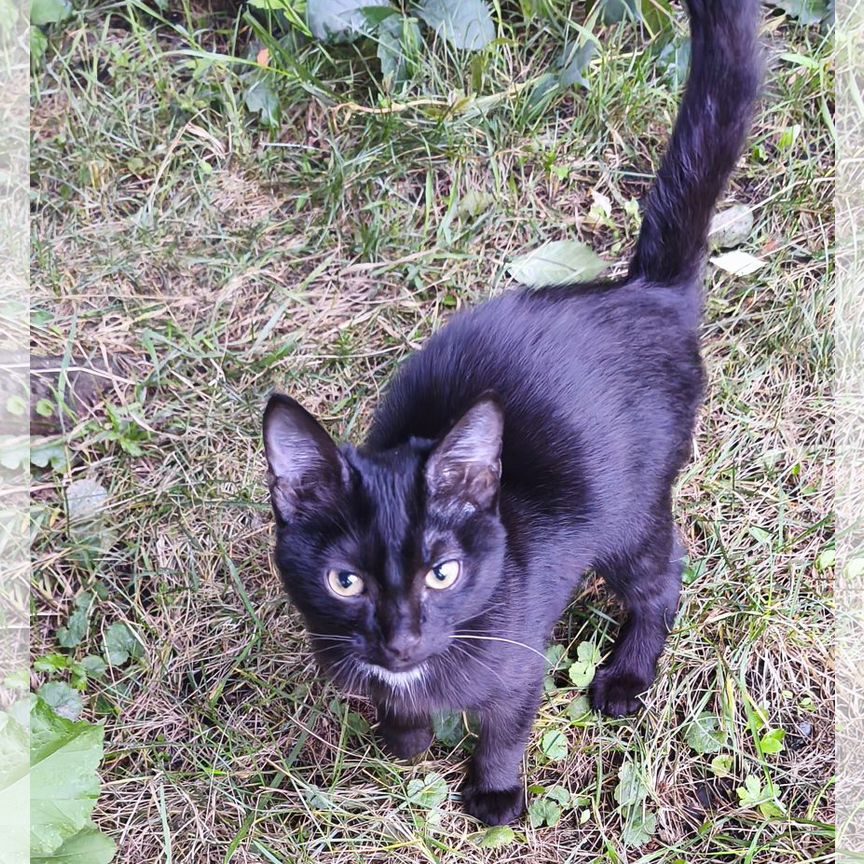 Котик в добрые руки черный