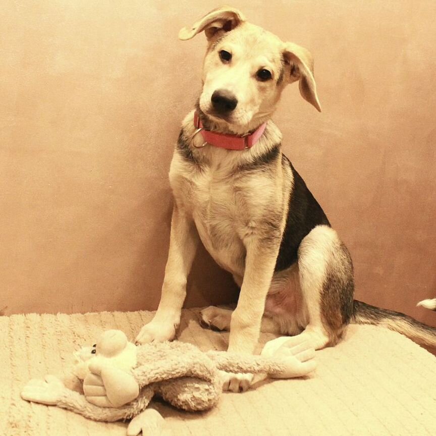 Щенок в добрые руки