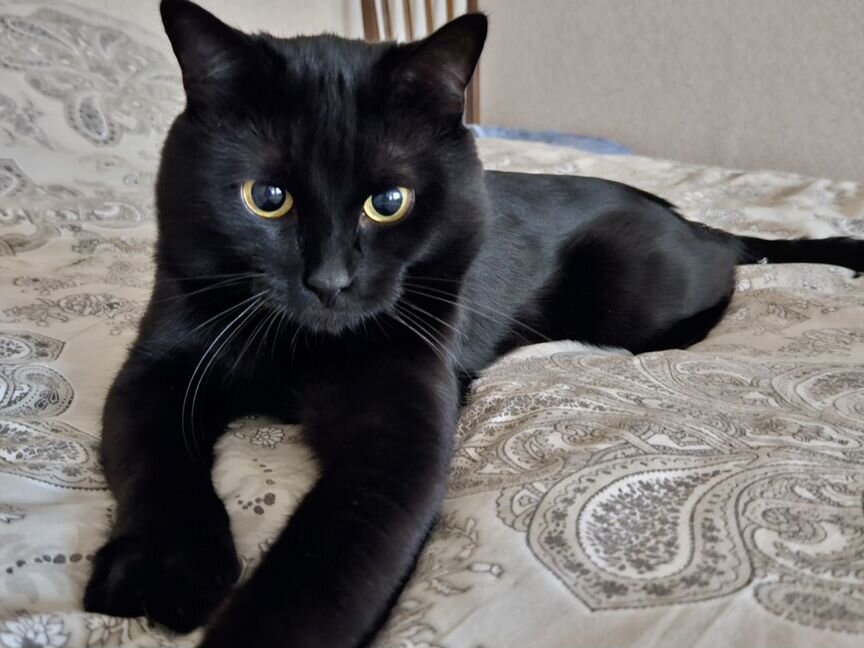 Кот вязка