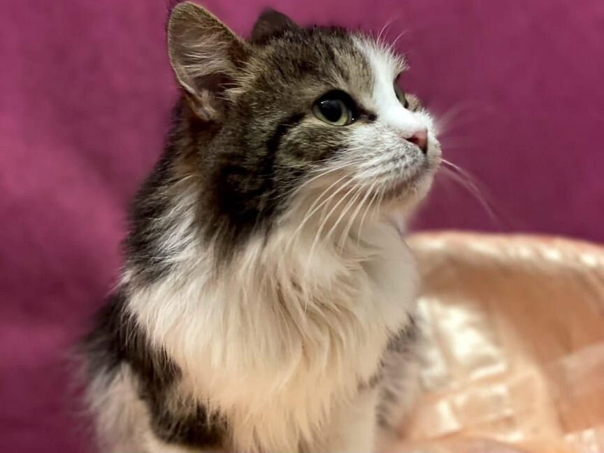 Кошка в добрые руки