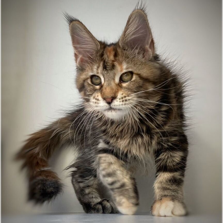 Мейн-кун котёнок