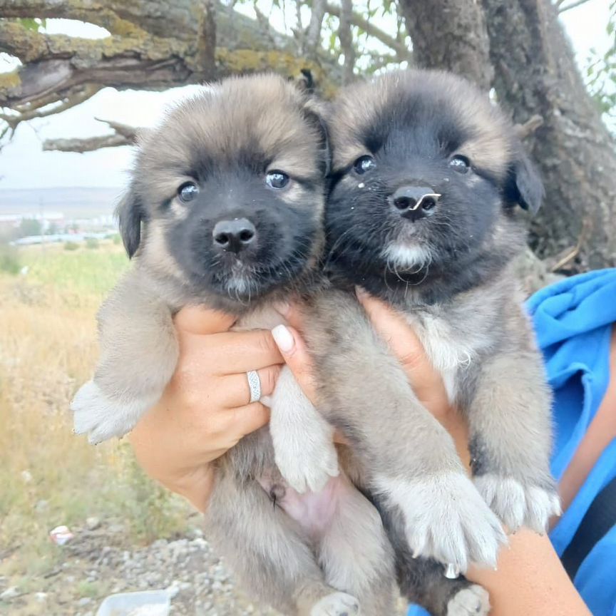 Маленькие брошенные бутусики в дар